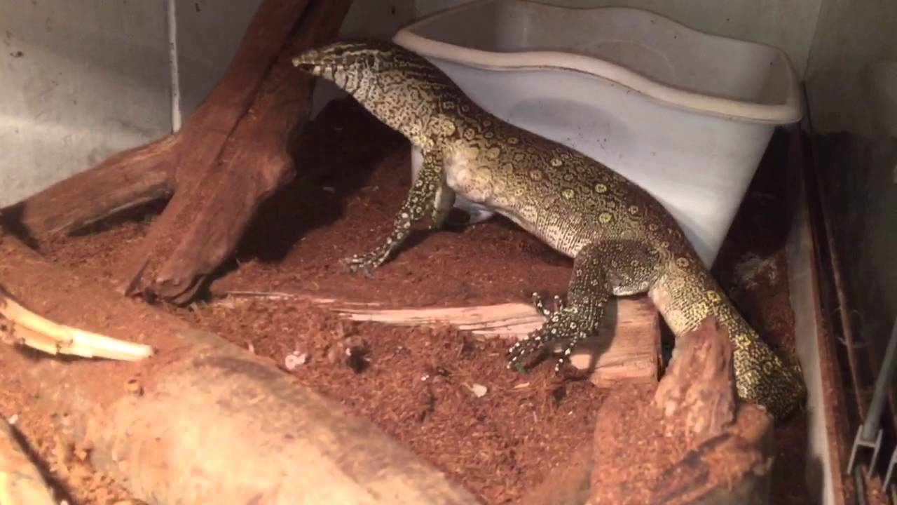 Nile Monitor Full Grown