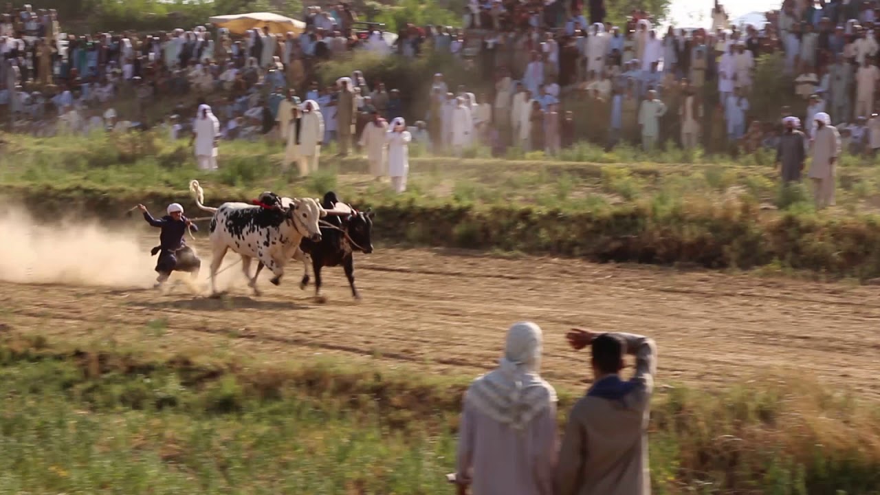 Traditional bull race in Pakistan | Bovine Boarding at Pakistan’s | Ox ...