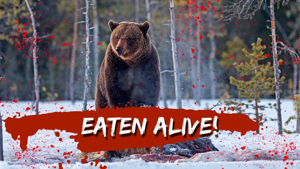 Daniel Schilling's Bear Attack: He was EATEN ALIVE! - YouTube