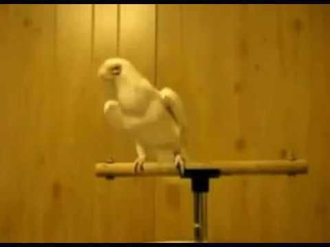 zikir ceken tatlı kuş