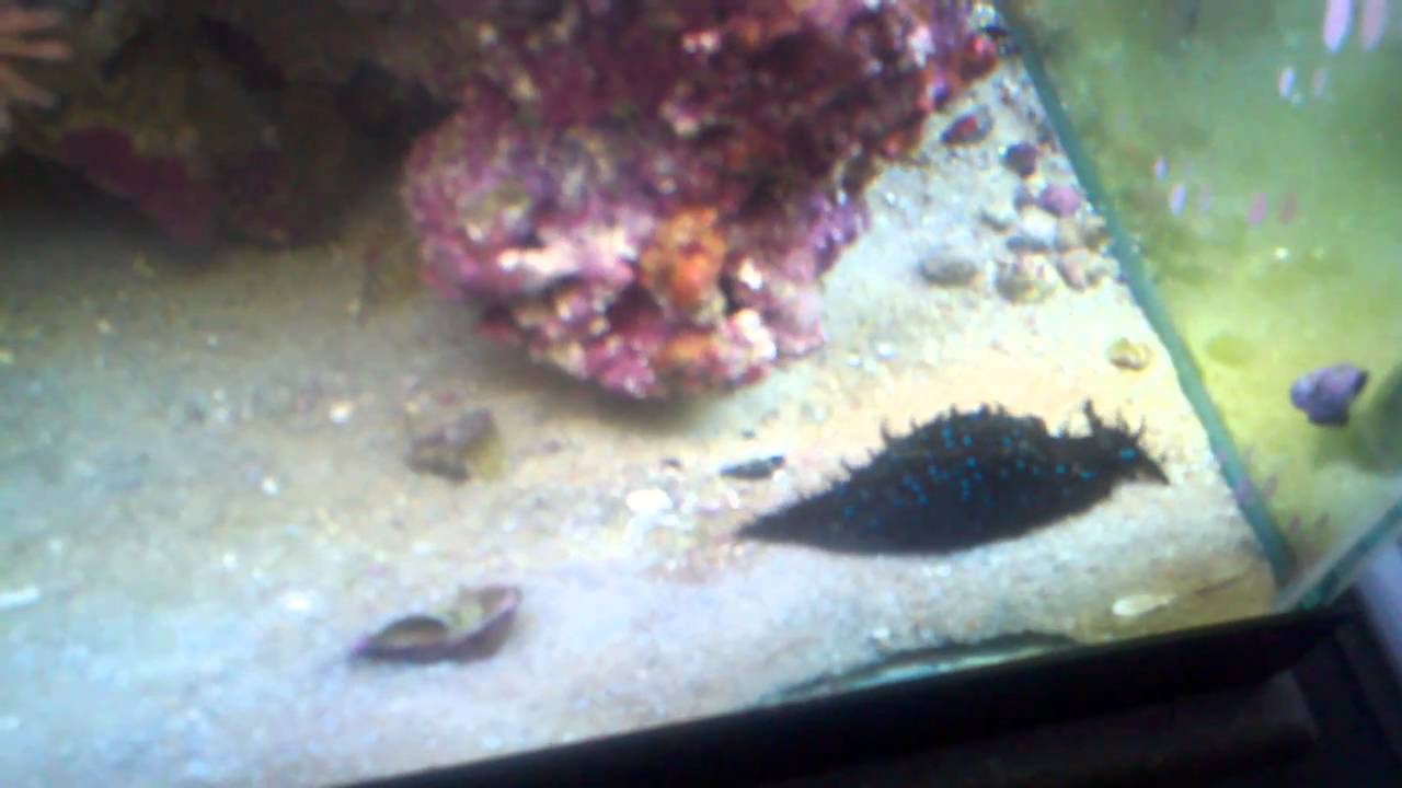 Blue spotted sea hare - YouTube