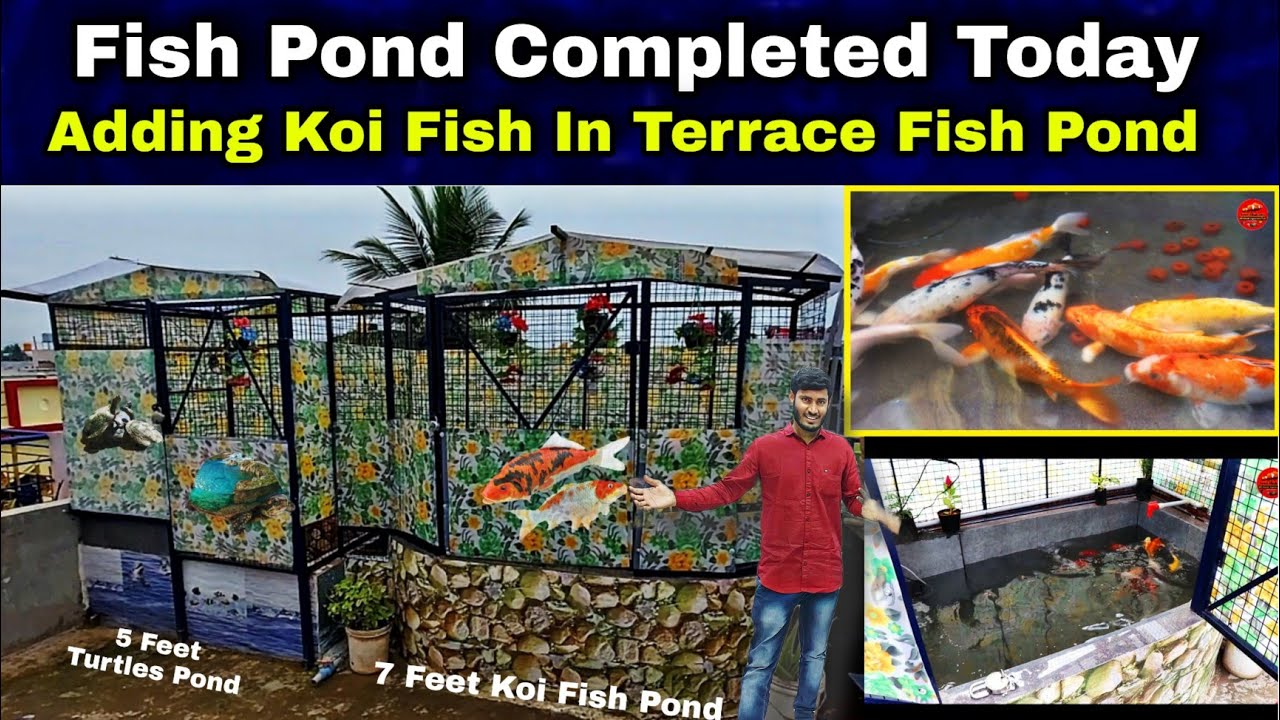 Fish Pond | Terrace Fish Pond , Adding Koi fish in pond _ 7 Feet Fish ...