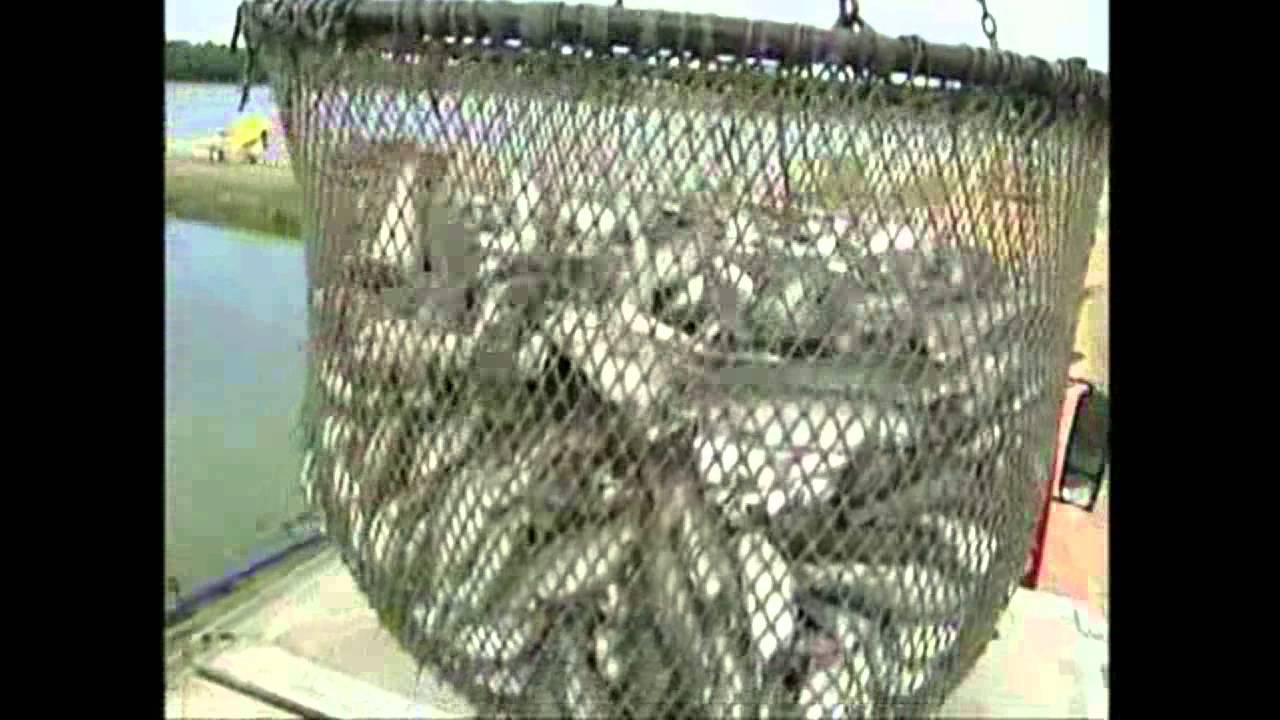 From Pond to Plant in Alabama - Transferring Live Catfish from the Farm ...