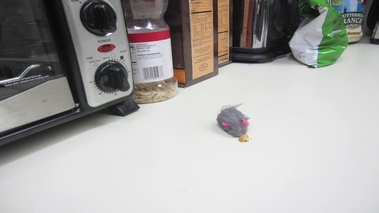 Mouse Poop - YouTube