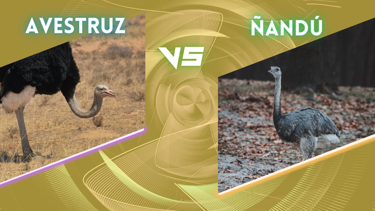 Diferencia entre ñandú y avestruz - YouTube