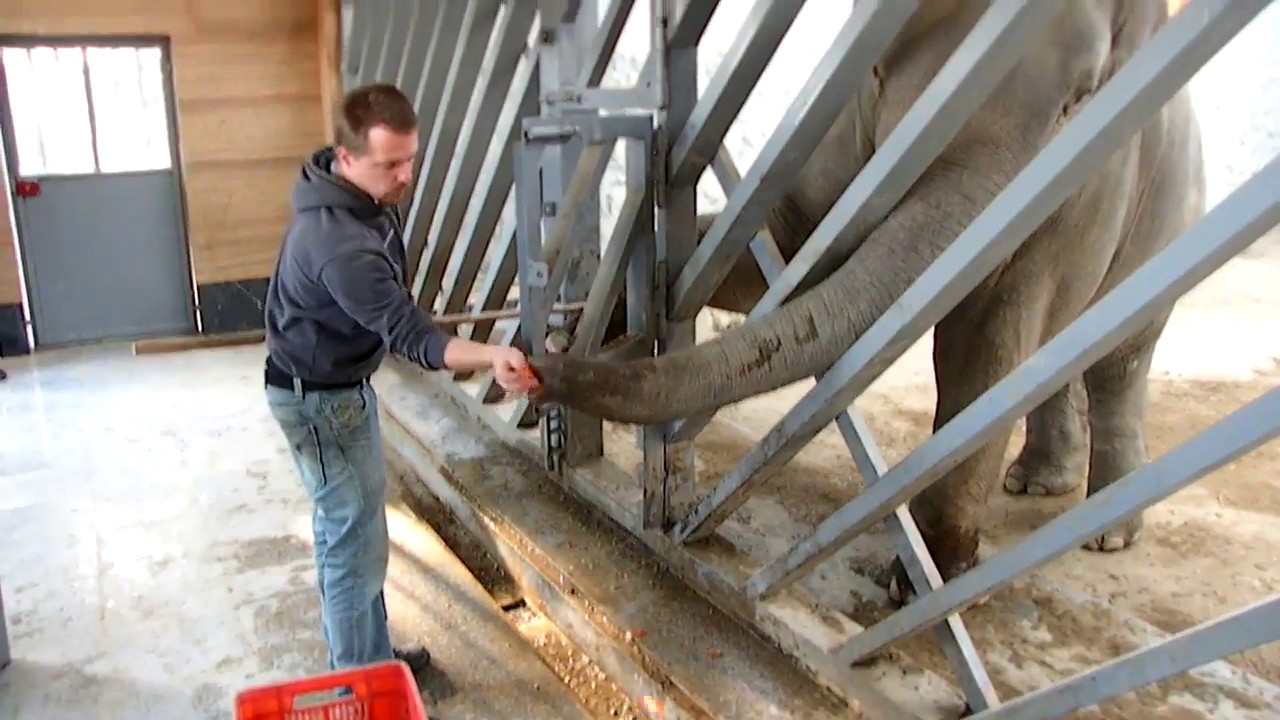 Elephant-Training: Target-Training Elephant MAHASEN (2016) - YouTube