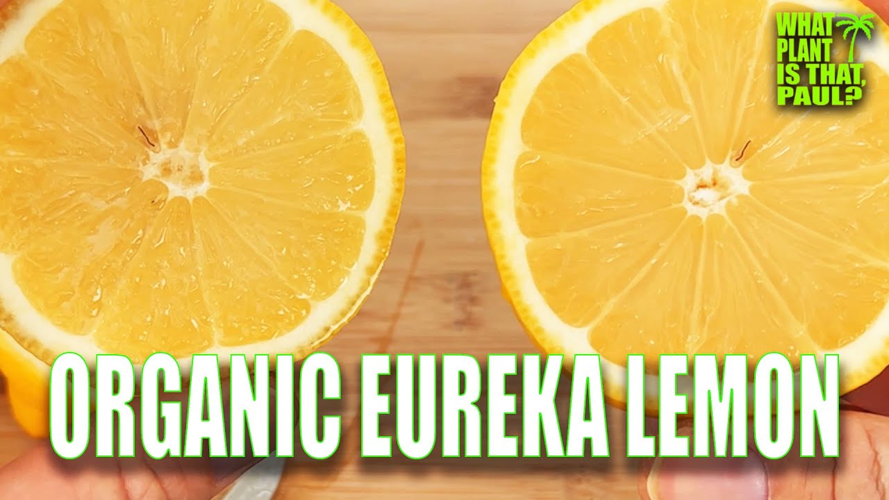 Organic Eureka Lemon TASTE and REVIEW / Perfect for Recipes and Drinks ...