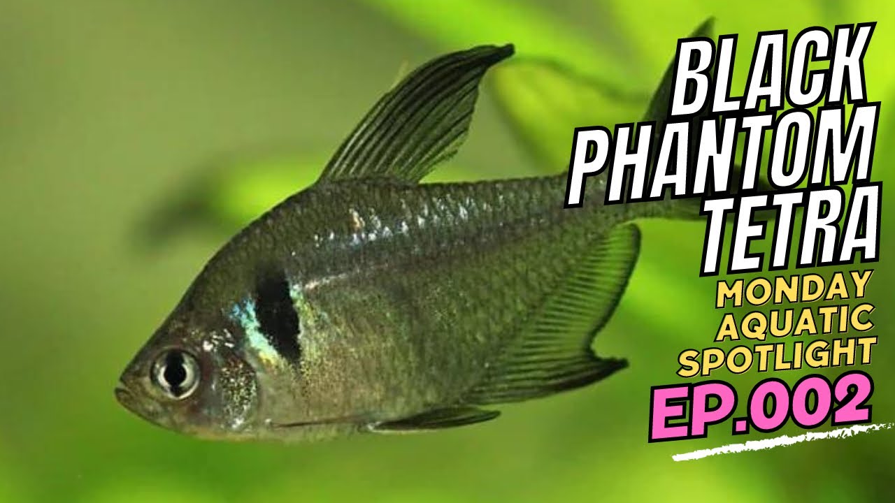 "Discover the Mystique of Black Phantom Tetra Fish: A Guide to Care and ...