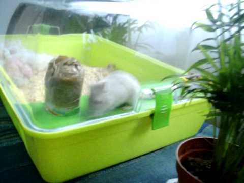 eddie-the mad gerbil - YouTube