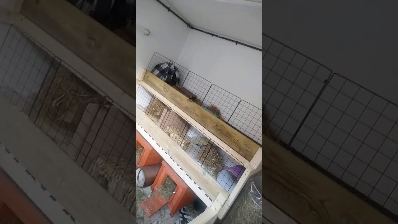 Guinea pig shed - YouTube