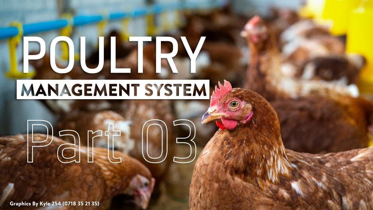 PART 3 | Poultry Management system using Microsoft Access Database ...