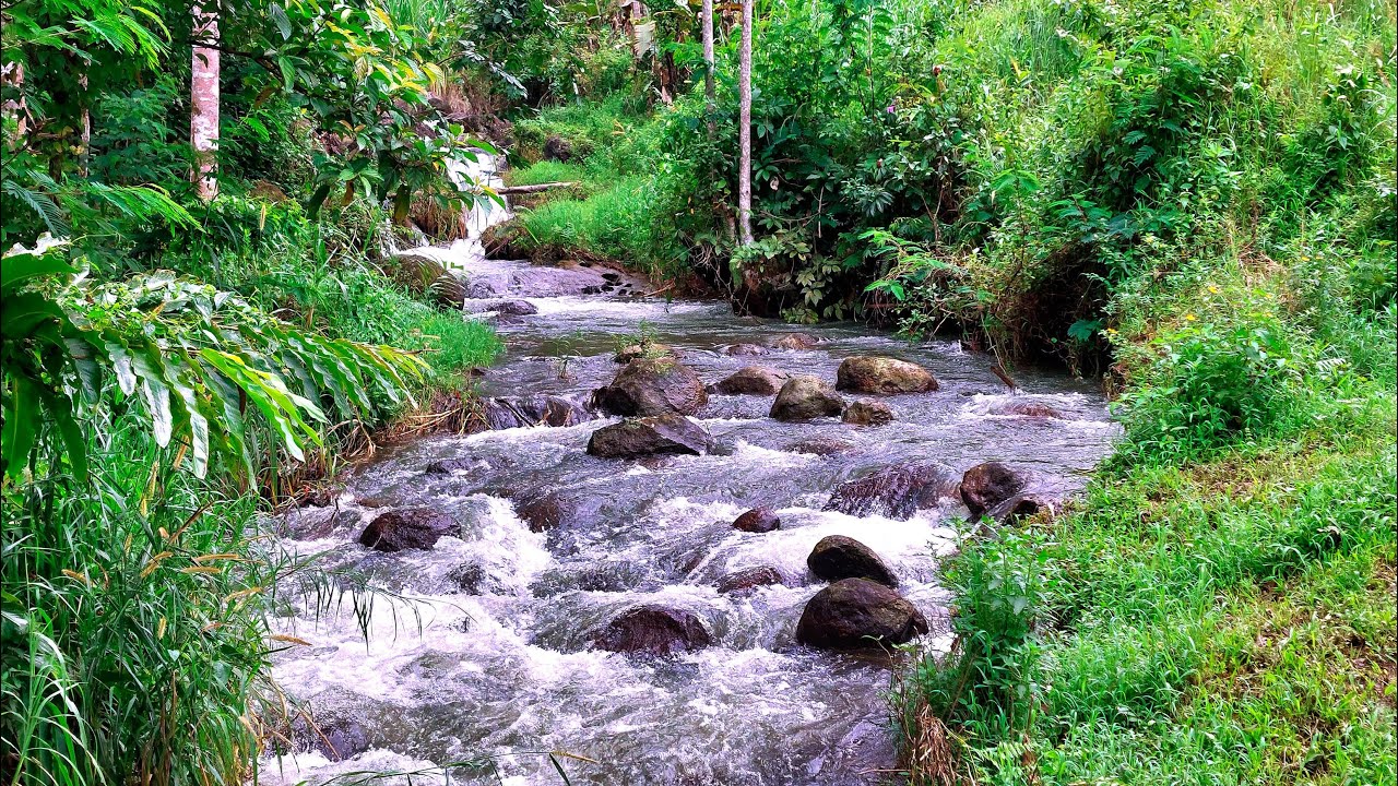 Calming River Sounds and Stream Rapids Views in A lush Forest That Will ...