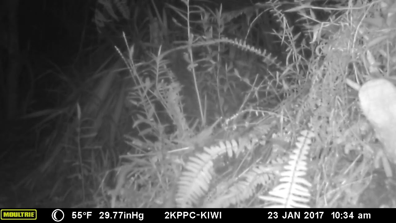 Male kiwi in full cry, Opito Bay, Kerikeri ** volume on*** - YouTube