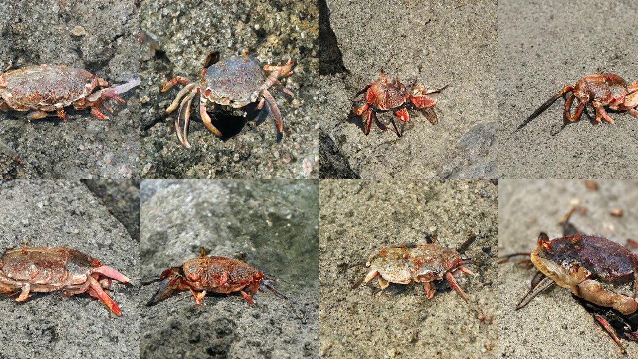Generating Rock Crab, Cancer Irroratus with Deep Learning - YouTube