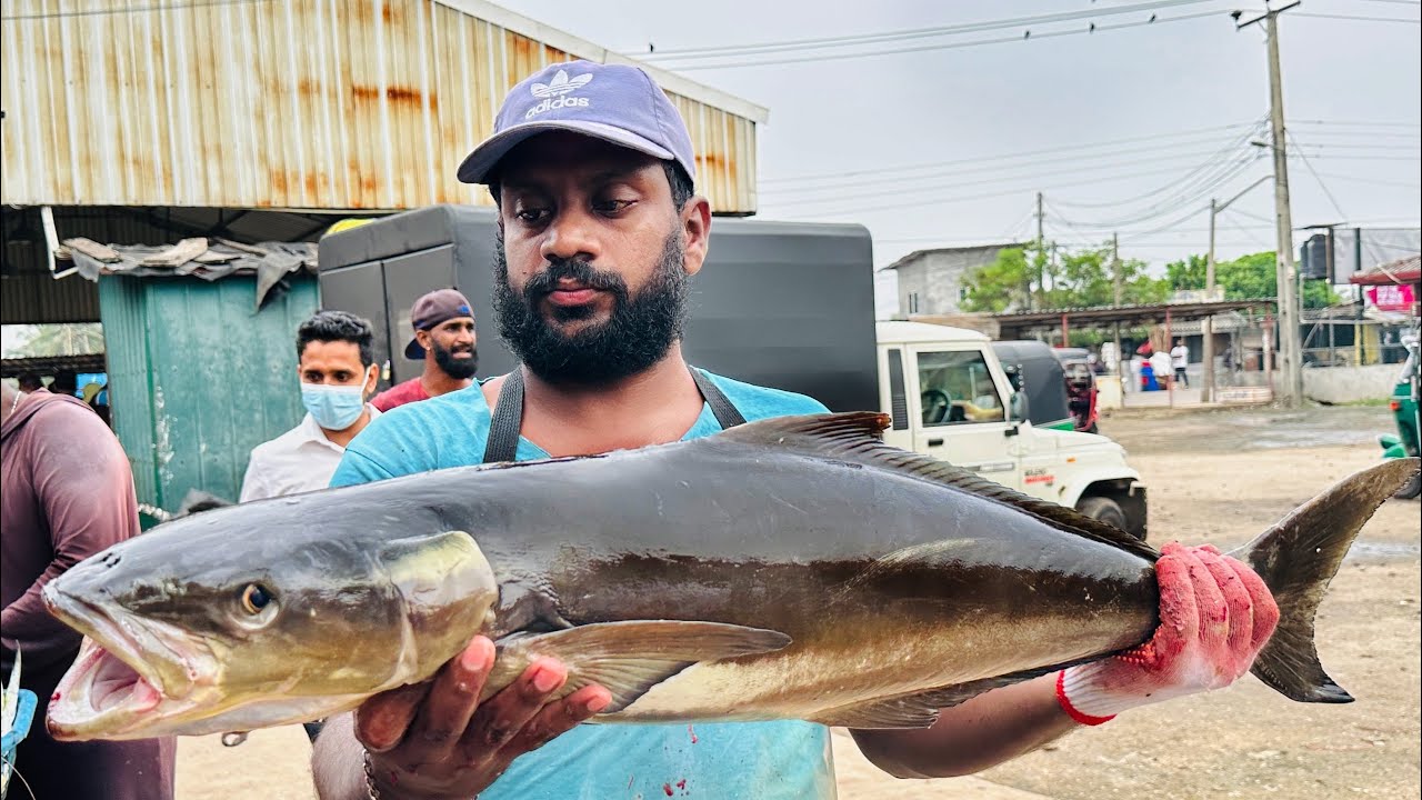 Watch ⁉️ what Happened to Holding Cobia Fish at The End |Cobia Fish ...