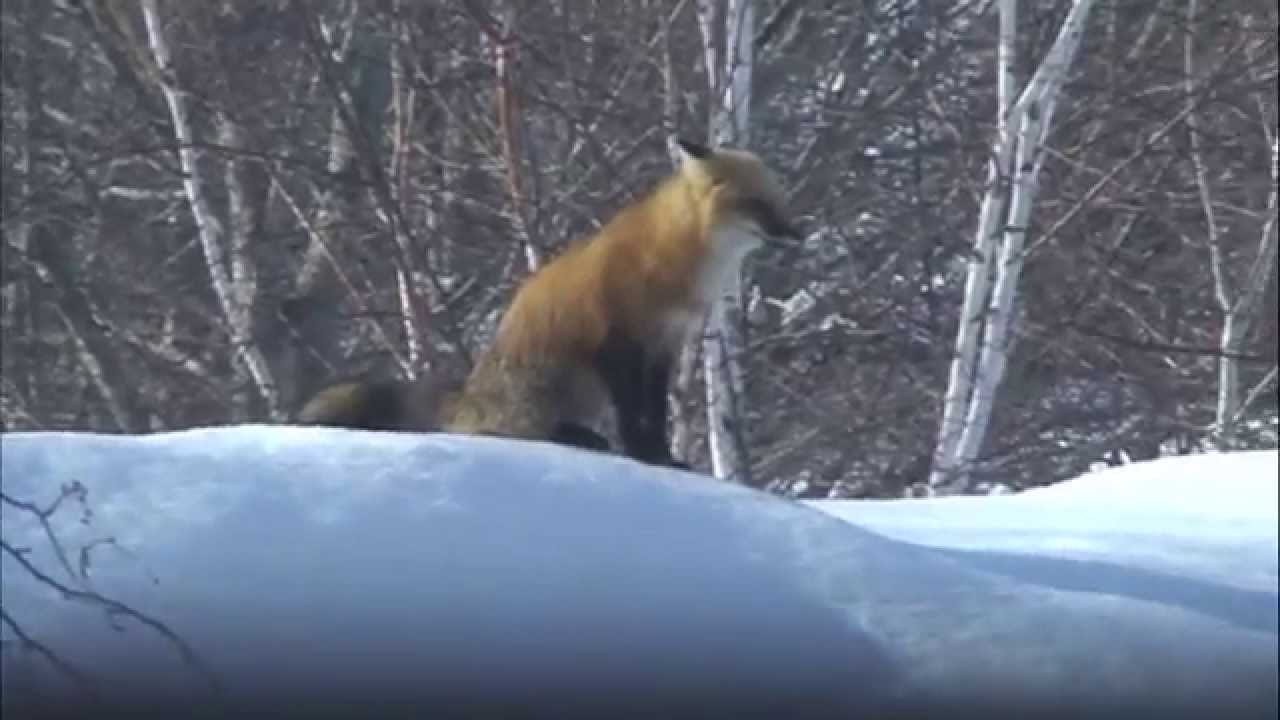 Heres What the Fox Says - YouTube