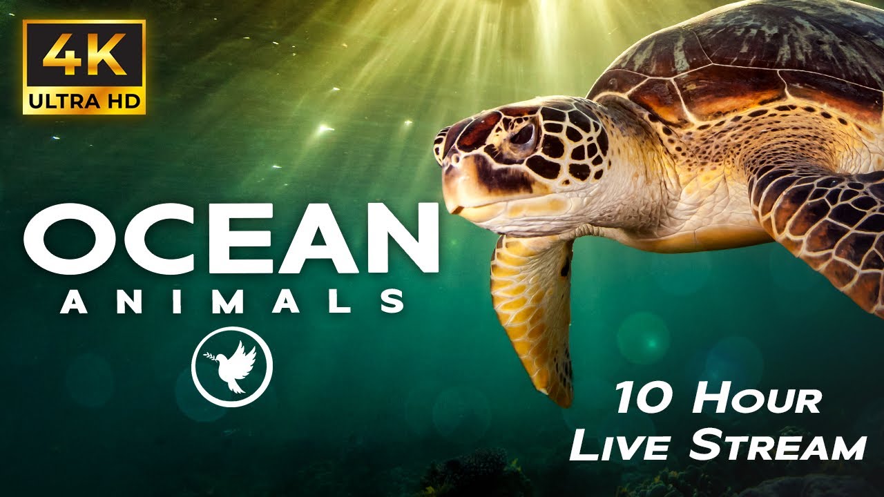 10 + Hours of Ocean Life in Stunning 4K Ultra HD - 643 minute Hour Live ...