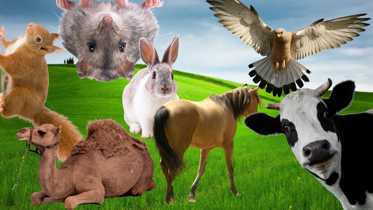 The lives of familiar animals: cats, chickens, horses, ducks, elephants ...