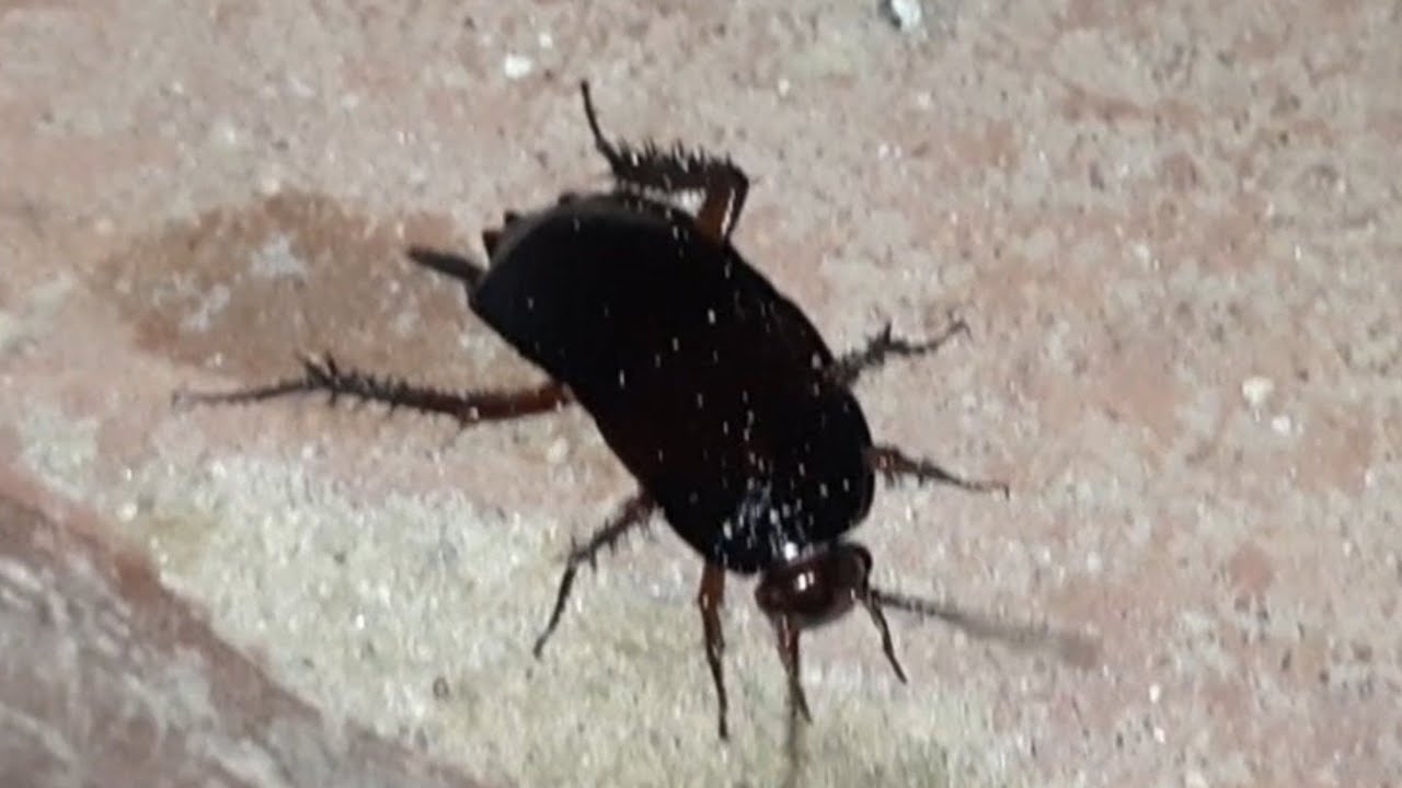 Cockroach walking in the night | Its other names Telapoka, telchatta ...