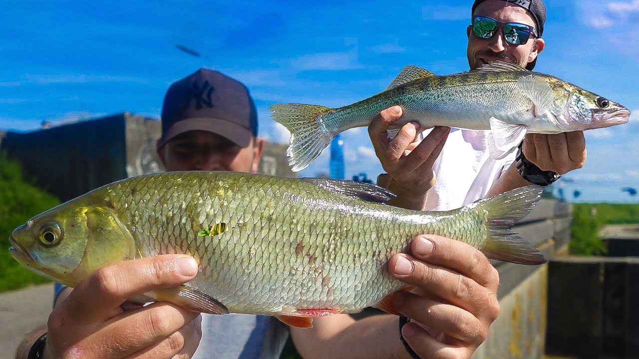 WIJ VANGEN 3 SOORTEN ROOFVIS VANAF DE KANT! - YouTube