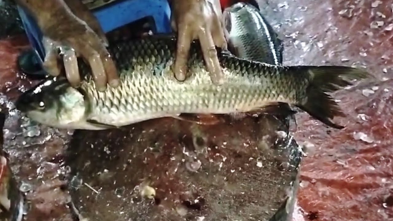 Sylhet Fish Amazing Cutting Skills | Big Fish Rui Cleaning & Cutting By ...