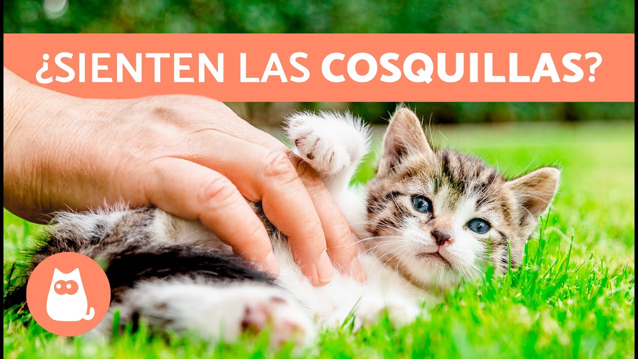 ¿Los GATOS tienen COSQUILLAS? 🐱 ¡Descúbrelo! - YouTube
