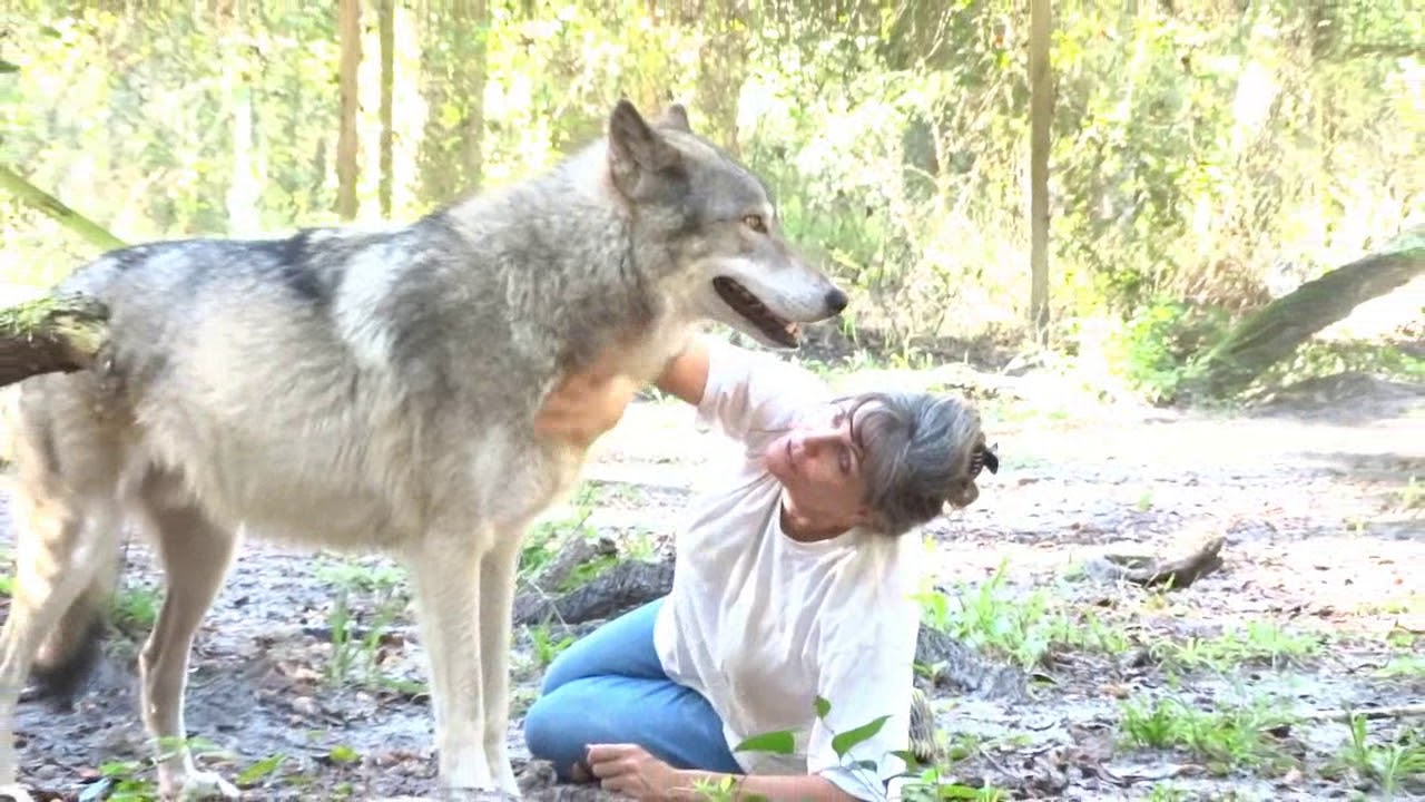 Please Help Big Oak Wolf Sanctuary 2016 - YouTube
