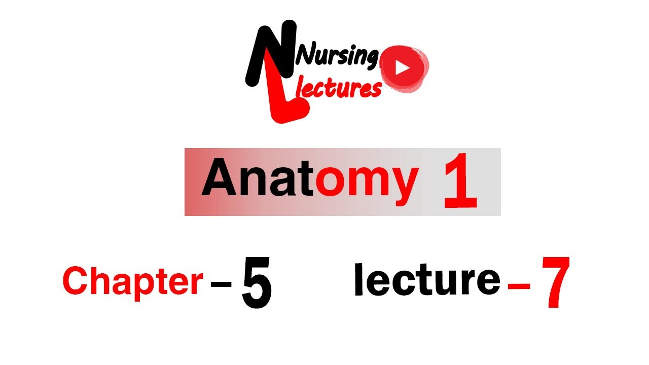 Anatomy 1 \ Chapter 5 part 1 - YouTube