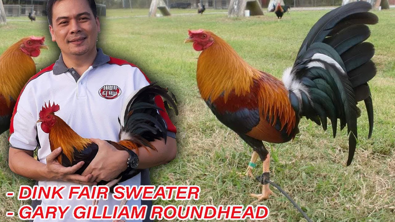 Dink Fair 5k Sweater Gary Gilliam Roundhead Gilmore JUB FARM ILOILO PHILIPPINES Beautiful Show ...