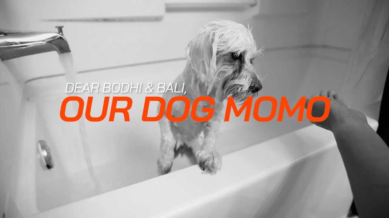 A Story About Our Dog Momo (EP.010) - YouTube