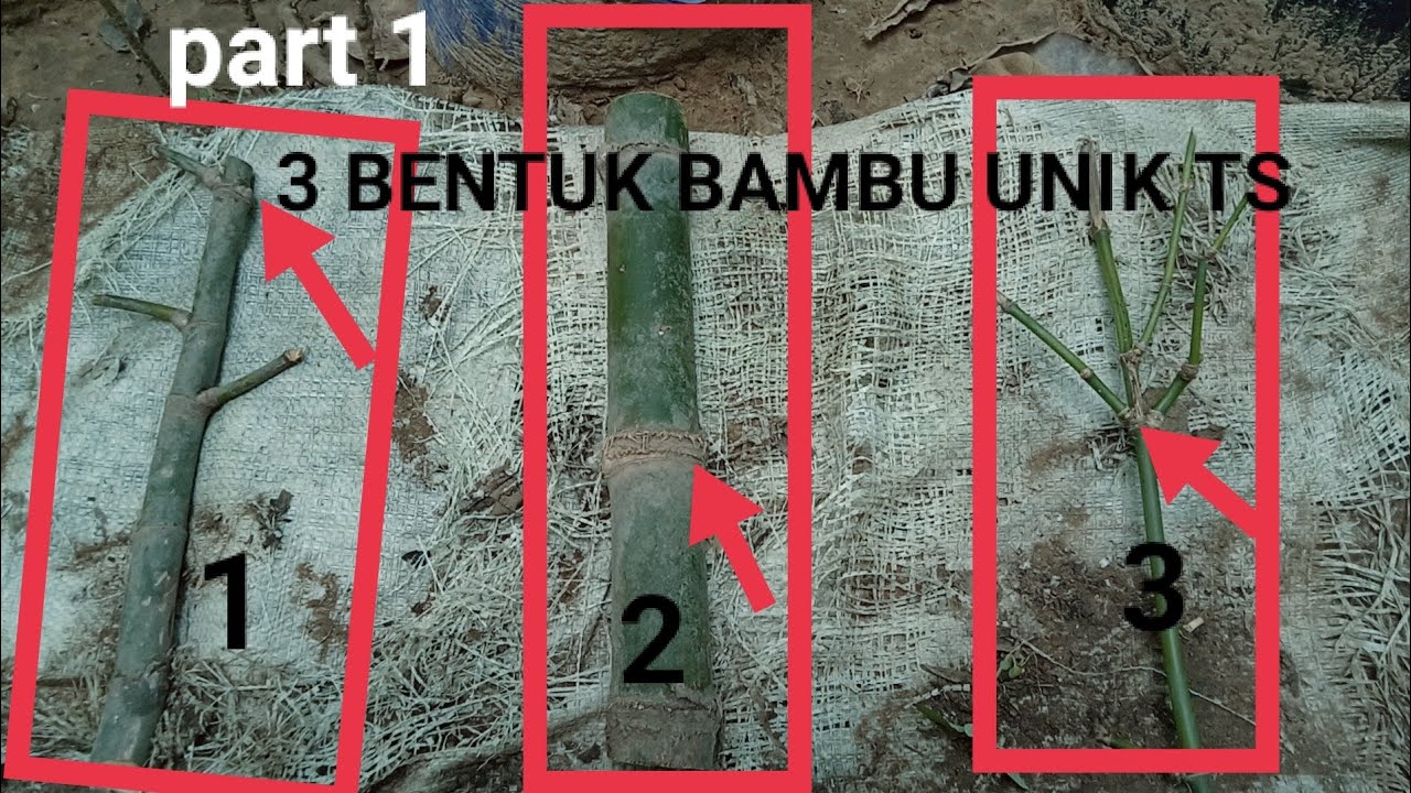 DAPAT 3 BENTUK BAMBU UNIK TS part 1 @EmperLiar - YouTube