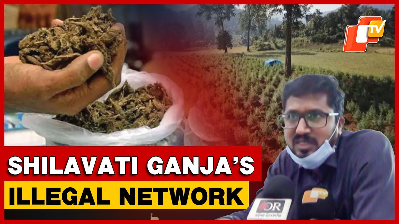 High-Potency Shilavati Cannabis Strain From Odisha Fuelling Pan-India ...