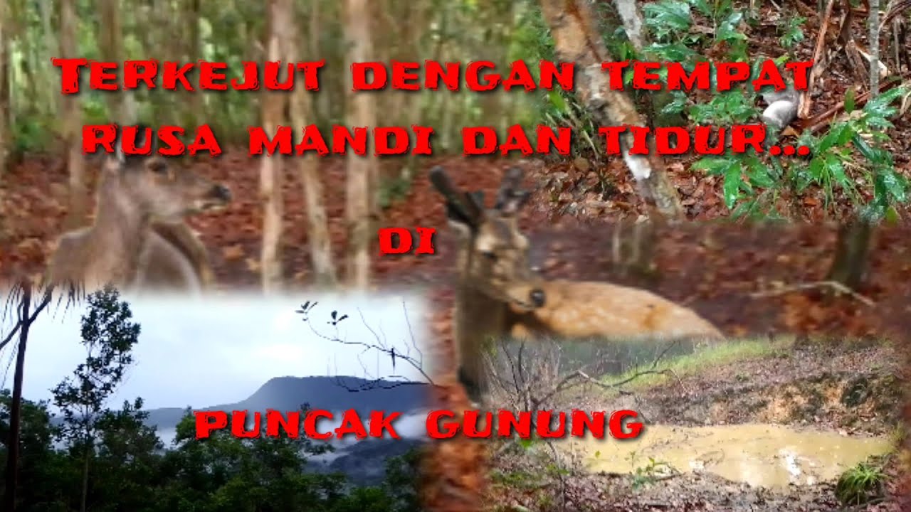 Ternyata Gunung ini Menjadi Tempat Rusa Bermain dan Tidur Saat di Siang ...