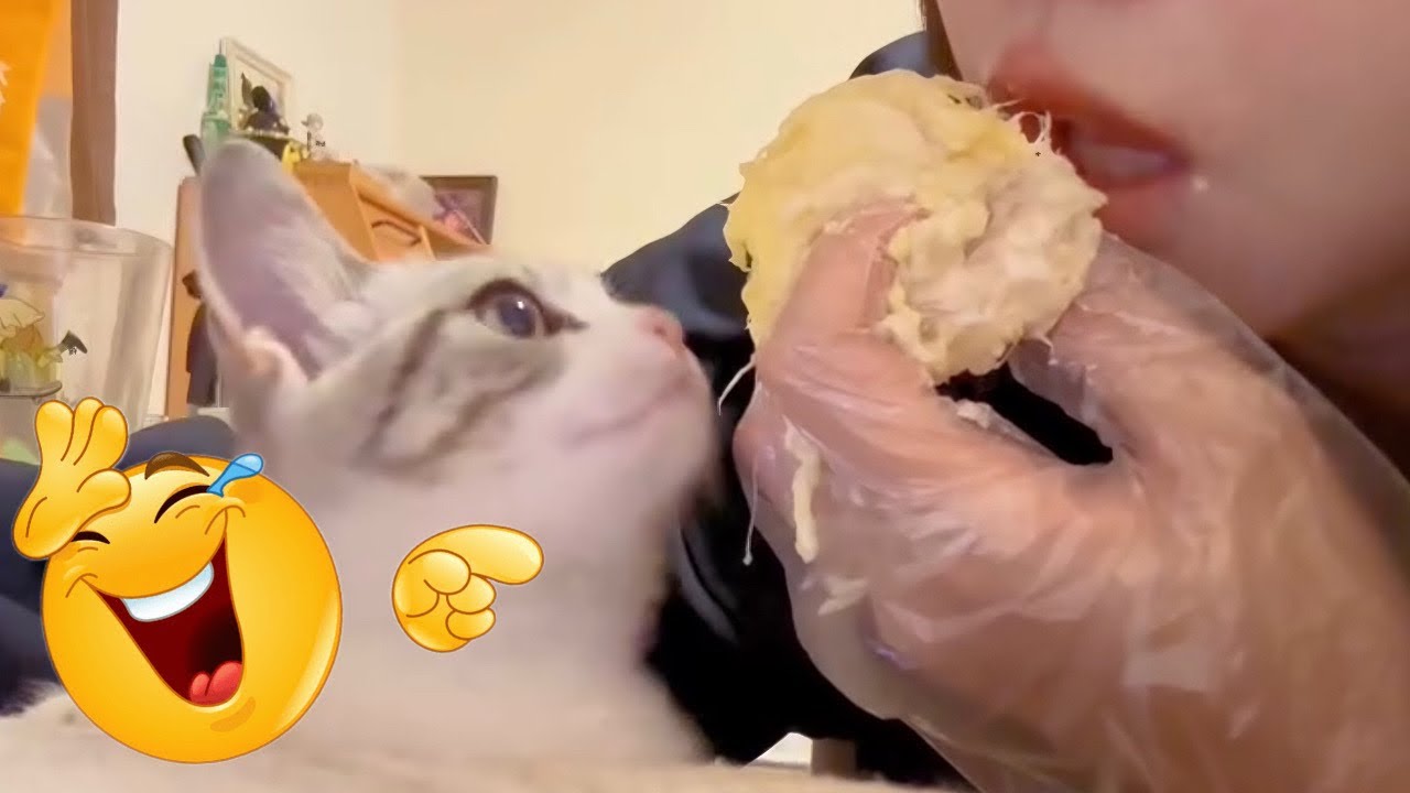 These Animal Moments Are Better Than Your Favorite Comedy Show - YouTube