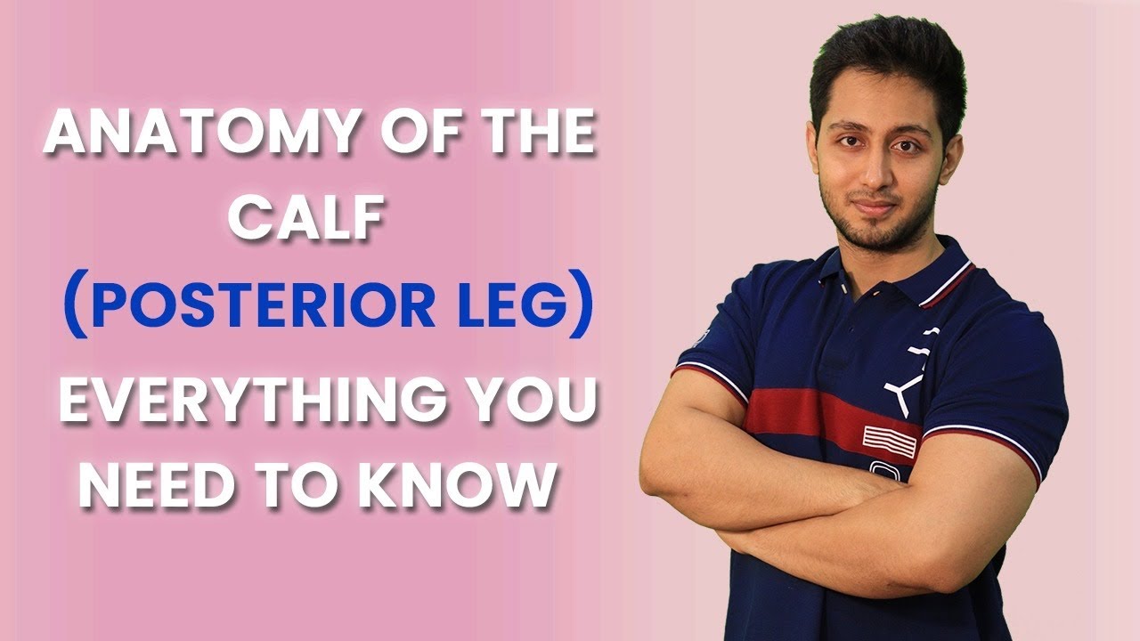 Anatomy of The Calf (Posterior Leg) | Everything You Need To Know ...