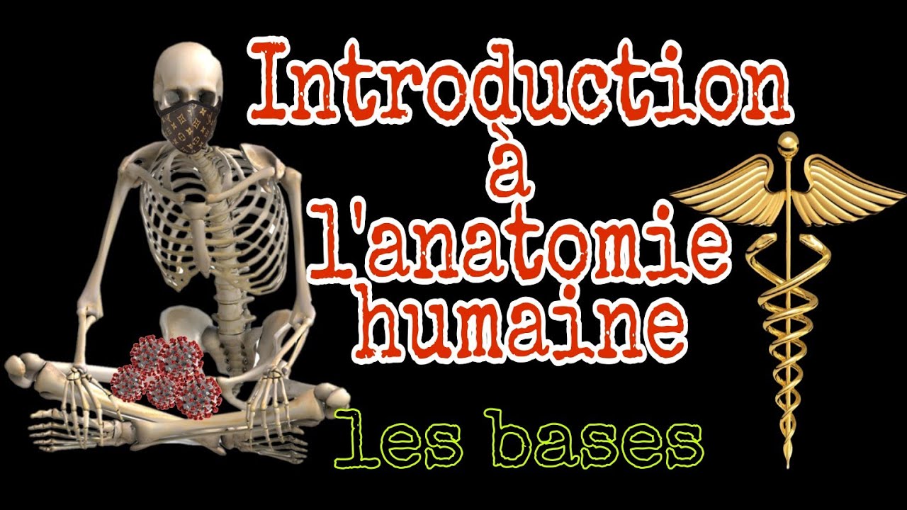 introduction à l'anatomie humaine💀 plans/axes/terminologie et référence ...