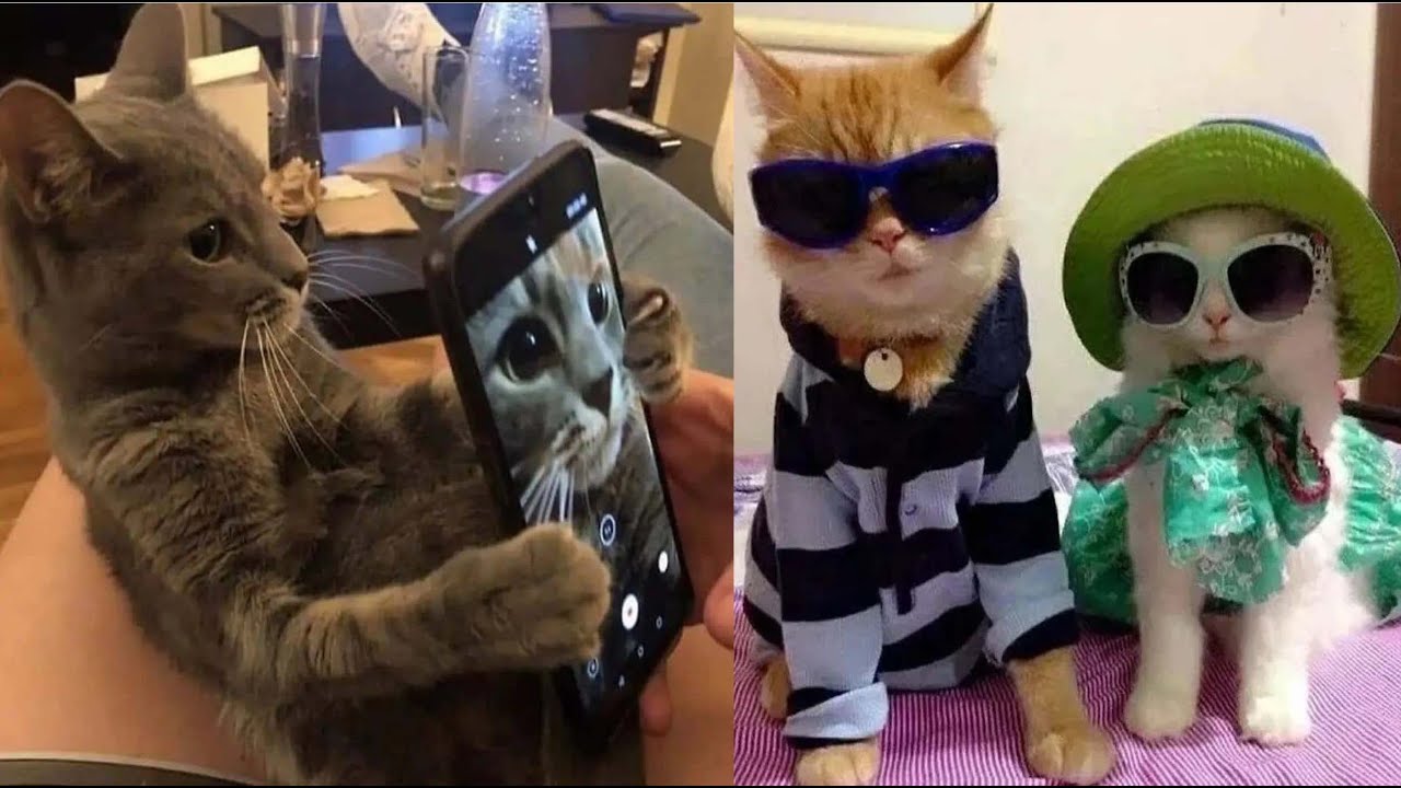 Funny Cats/Dogs Video 5//All Cats//All Dogs//Baby Cats//Cute and Funny ...