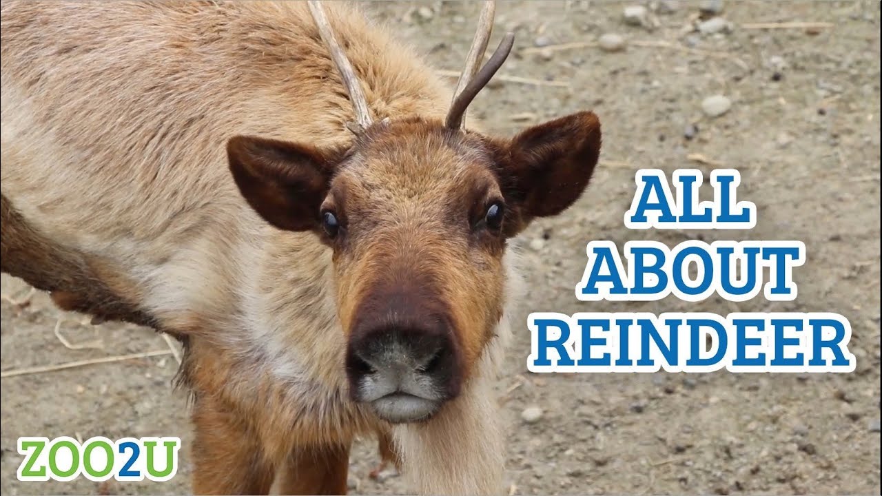 All About Reindeer - YouTube