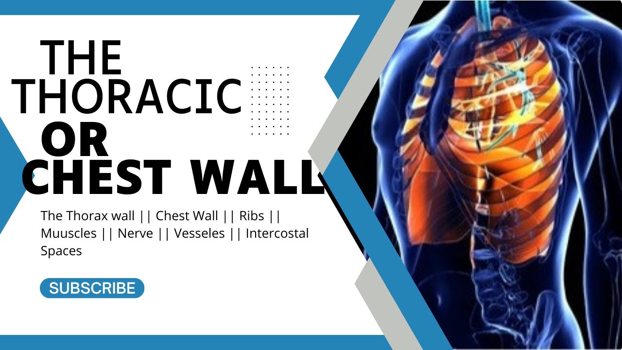 Chest Wall || Thoracic Wall Anatomy || Chest Muscles || Thorax || Dr. K ...