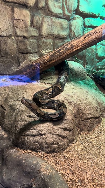 The Longest Snake Species In The World | Creepy Reticulated Python ...