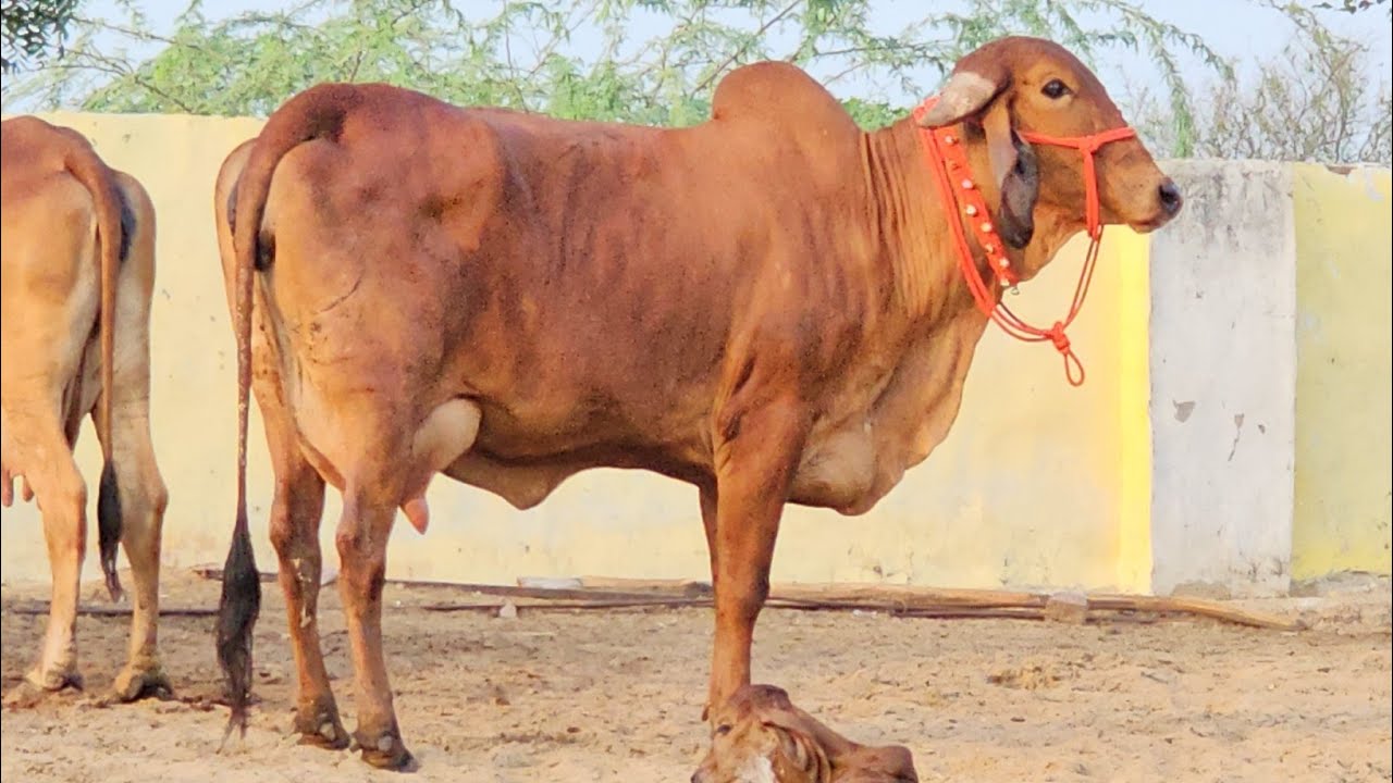 Aamir pathan aravali dairy gir cow Kishangarh is live 94147-45465 - YouTube