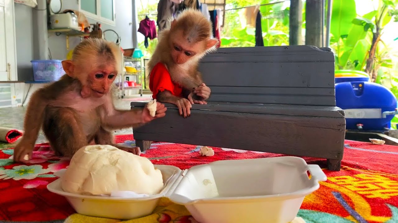 Monkey Bibo | Baby monkey eats super cute dumplings - YouTube