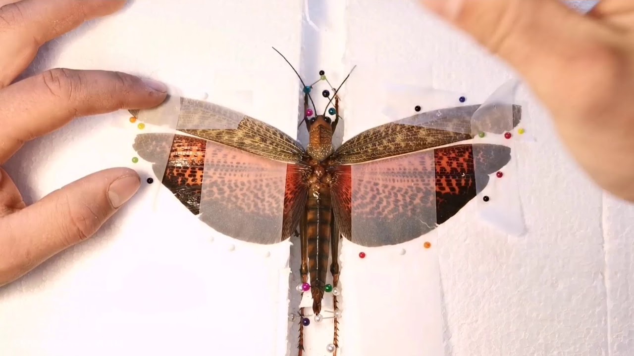 How to pin grasshopper Tropidacris cristata (Giant Grasshopper ...