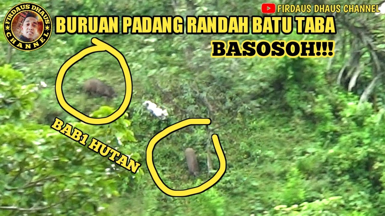 AMAZING!!! HAMA BABI HUTAN INI SAMPE NEKAT MENEROBOS KERAMAIAN PEMBURU ...