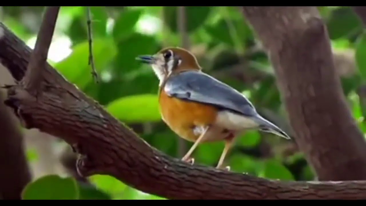 Anis Merah Hutan Tropis - YouTube