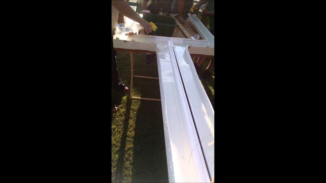 Goldfish races - YouTube