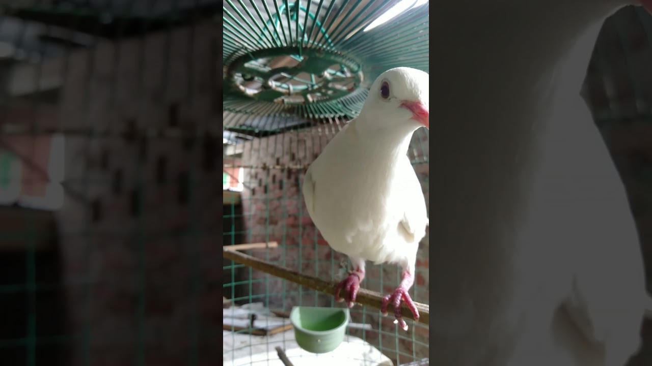 Bird laughing when tickled. Burung Tekukur Jawa. #shorts - YouTube