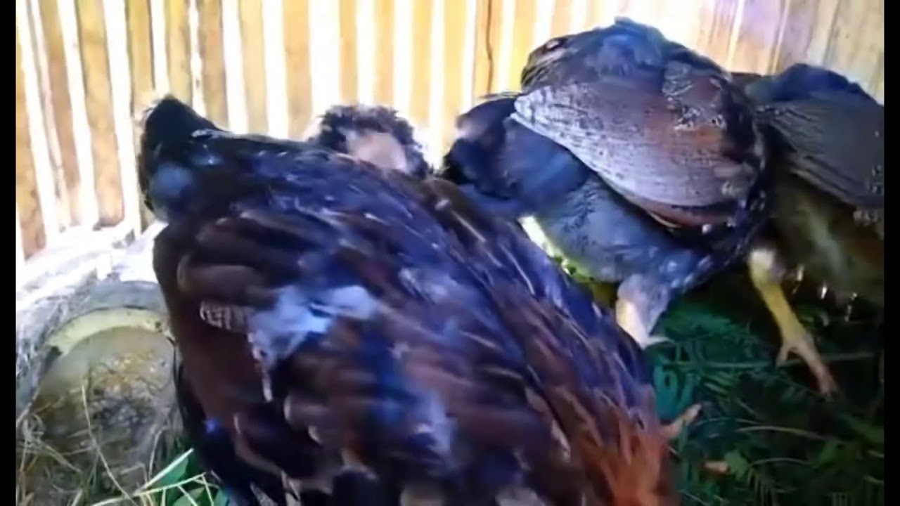 Native chicken hatch during the first week of quarantine - YouTube