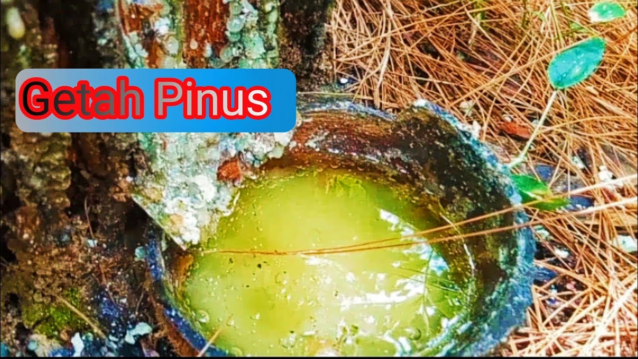 CARA PANEN GETAH PINUS - YouTube