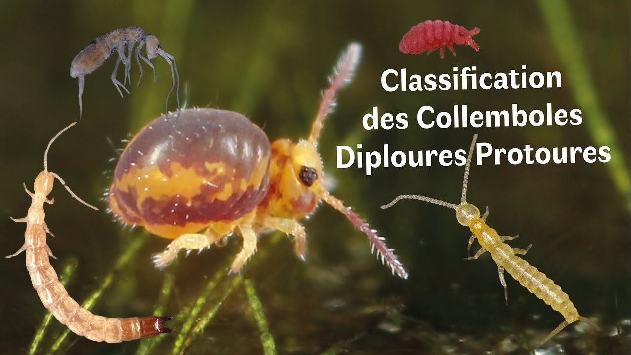 Les Collemboles, Diploures et Protoures (Zoologie) - YouTube
